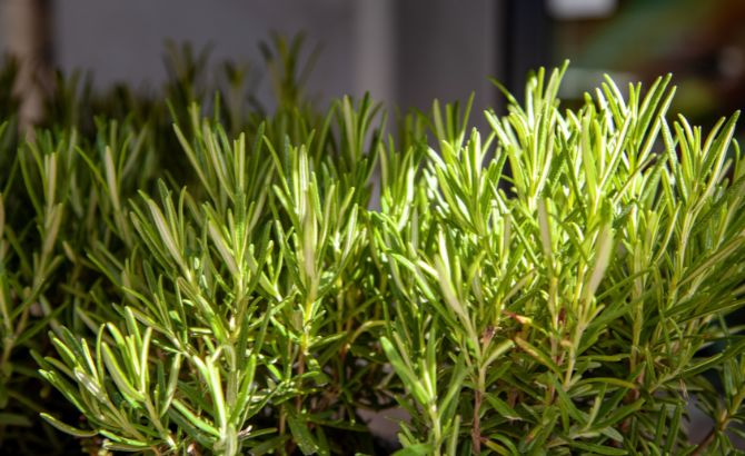 Ekstrak Daun Rosemary Bikin Kulit Sehat Bercahaya!