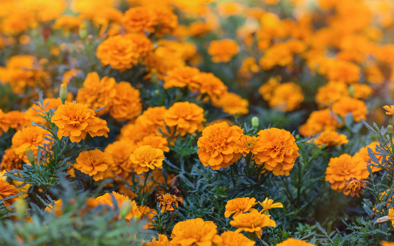 Tidak Hanya Cantik, Bunga Marigold Juga Kaya Manfaat untuk Perawatan Kulit